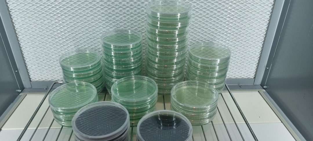 Pre-poured PDA ( Potato Dextrose ) Agar Petri Dishes in 90mm Plates - Etsy