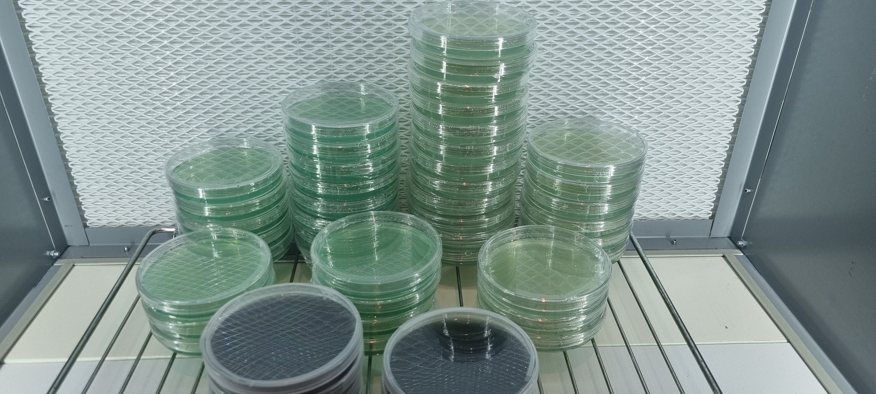 Pre-poured PDA ( Potato Dextrose ) Agar Petri Dishes in 90mm Plates - Etsy
