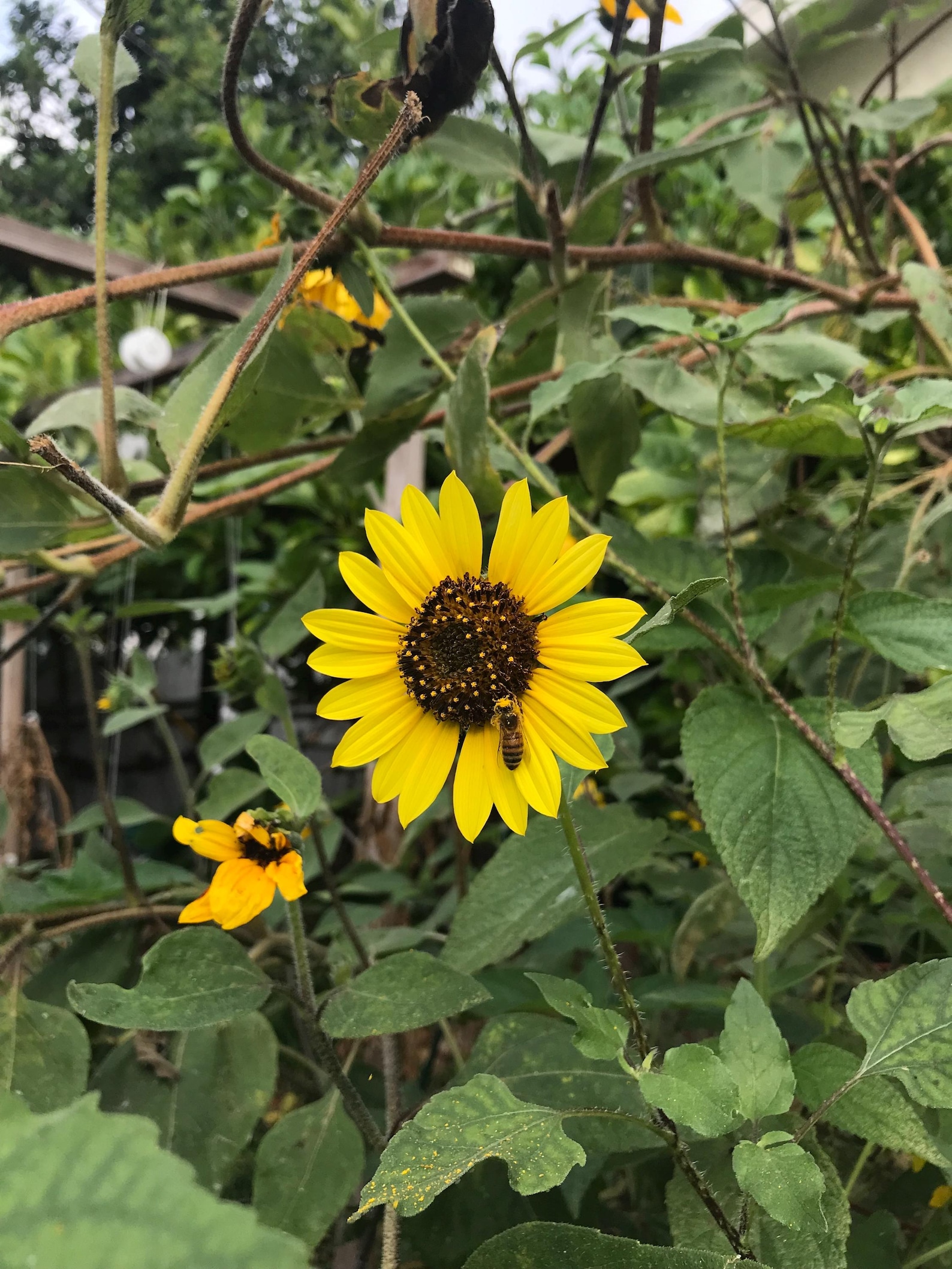 Native American Sunflower (helianthus Annuus) Seeds for Organic Garden ...
