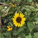 Native American Sunflower (helianthus Annuus) Seeds for Organic Garden ...