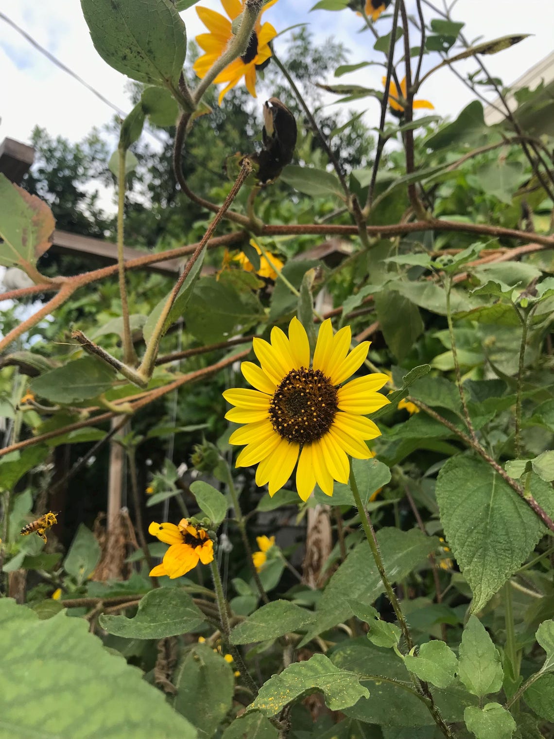 Native American Sunflower (helianthus Annuus) Seeds for Organic Garden ...