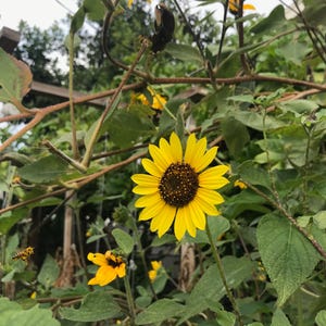 Native American Sunflower (helianthus Annuus) Seeds for Organic Garden ...