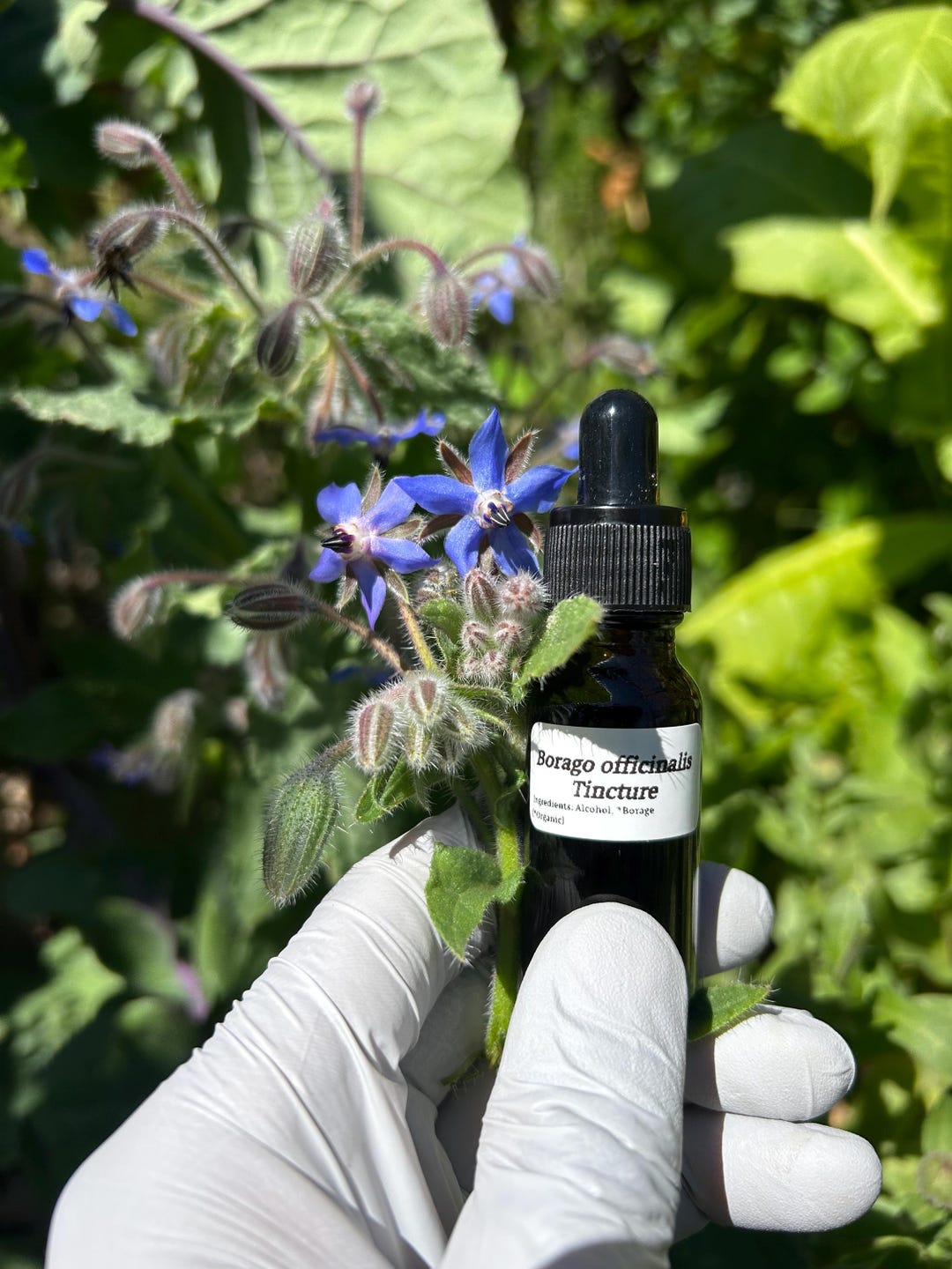 Organic Borage (borago Officinalis) Tincture for Intentional Herbalists ...