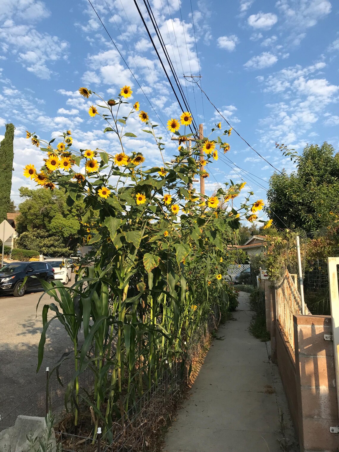 Native American Sunflower (helianthus Annuus) Seeds for Organic Garden ...