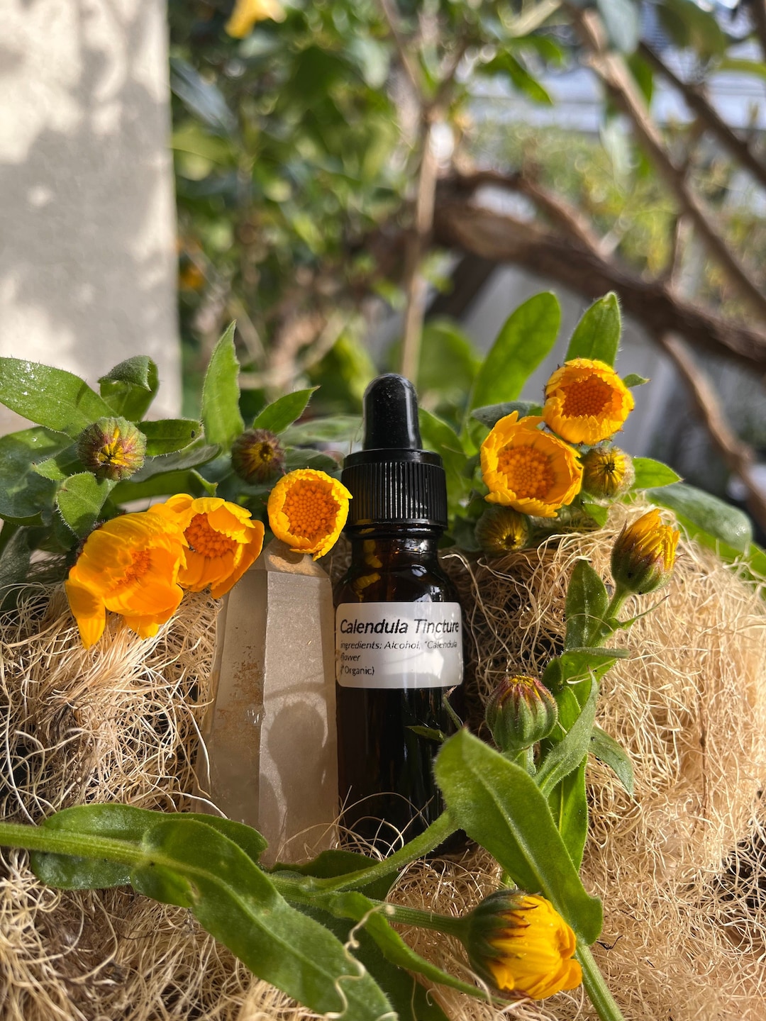 Organic Calendula calendula Resina Tincture for Regenerative Herbalists ...