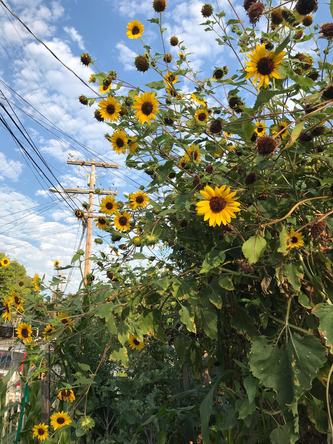Native American Sunflower (helianthus Annuus) Seeds for Organic Garden ...