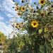 Native American Sunflower (helianthus Annuus) Seeds for Organic Garden ...
