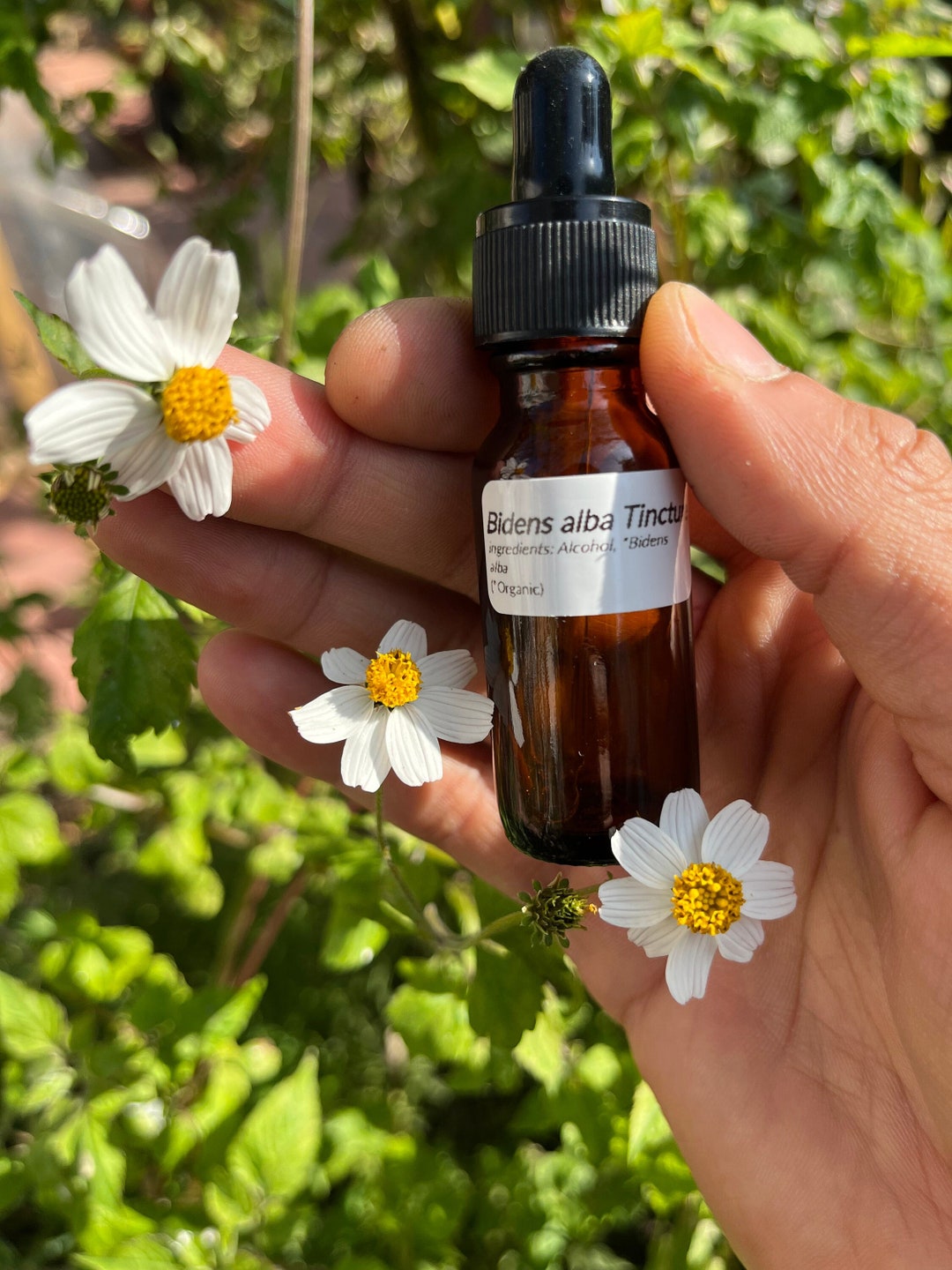 Organic Bidens Alba (spanish Needles) Tincture for Regenerative ...