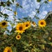 Native American Sunflower (helianthus Annuus) Seeds for Organic Garden ...