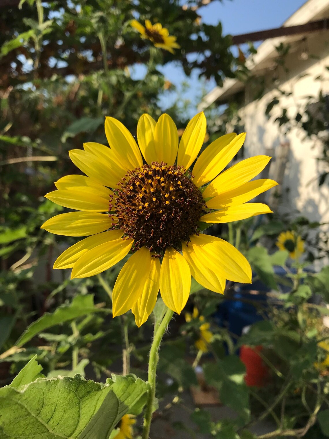 Native American Sunflower (helianthus Annuus) Seeds for Organic Garden ...
