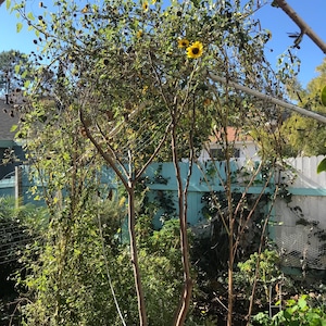 Native American Sunflower (helianthus Annuus) Seeds for Organic Garden ...