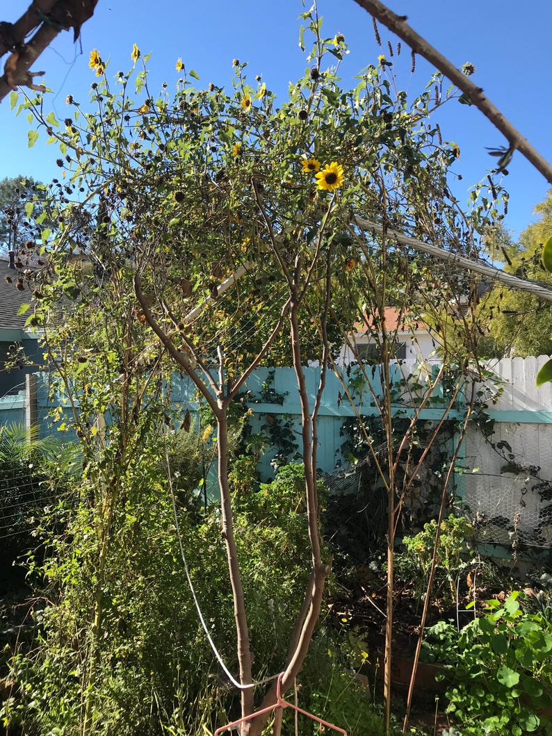 Native American Sunflower (helianthus Annuus) Seeds for Organic Garden ...