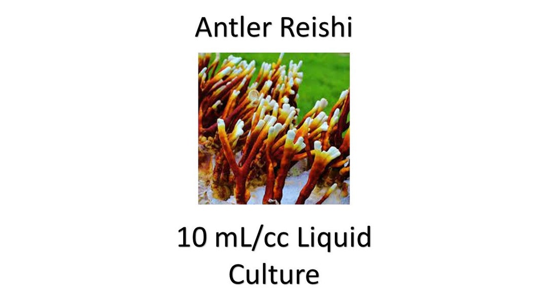 10 Ml/cc Antler Reishi Liquid Culture - Etsy