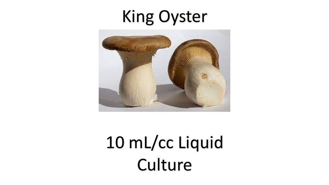 10 Ml/cc King Oyster Liquid Culture - Etsy