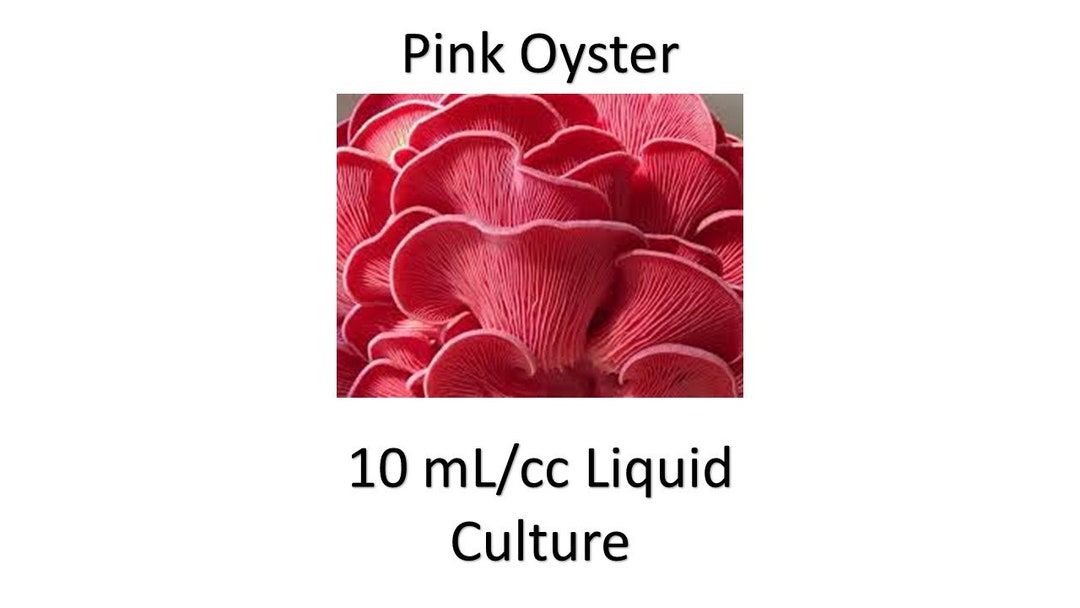 10 Ml/cc Pink Oyster Liquid Culture - Etsy