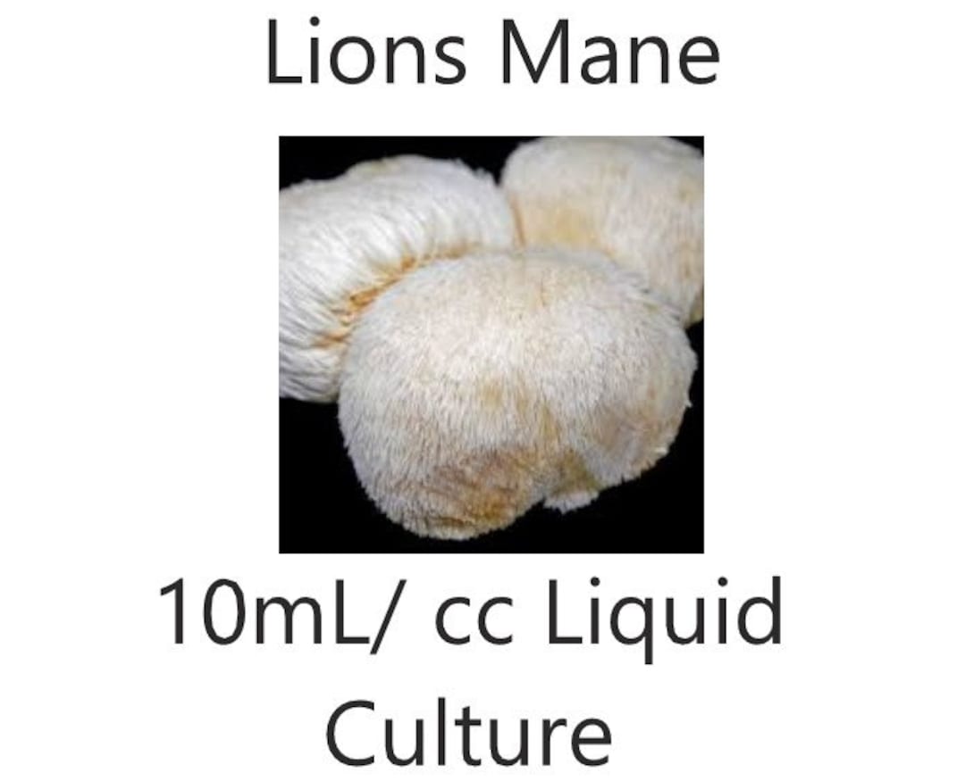 10 Ml/cc Lions Mane Liquid Culture - Etsy