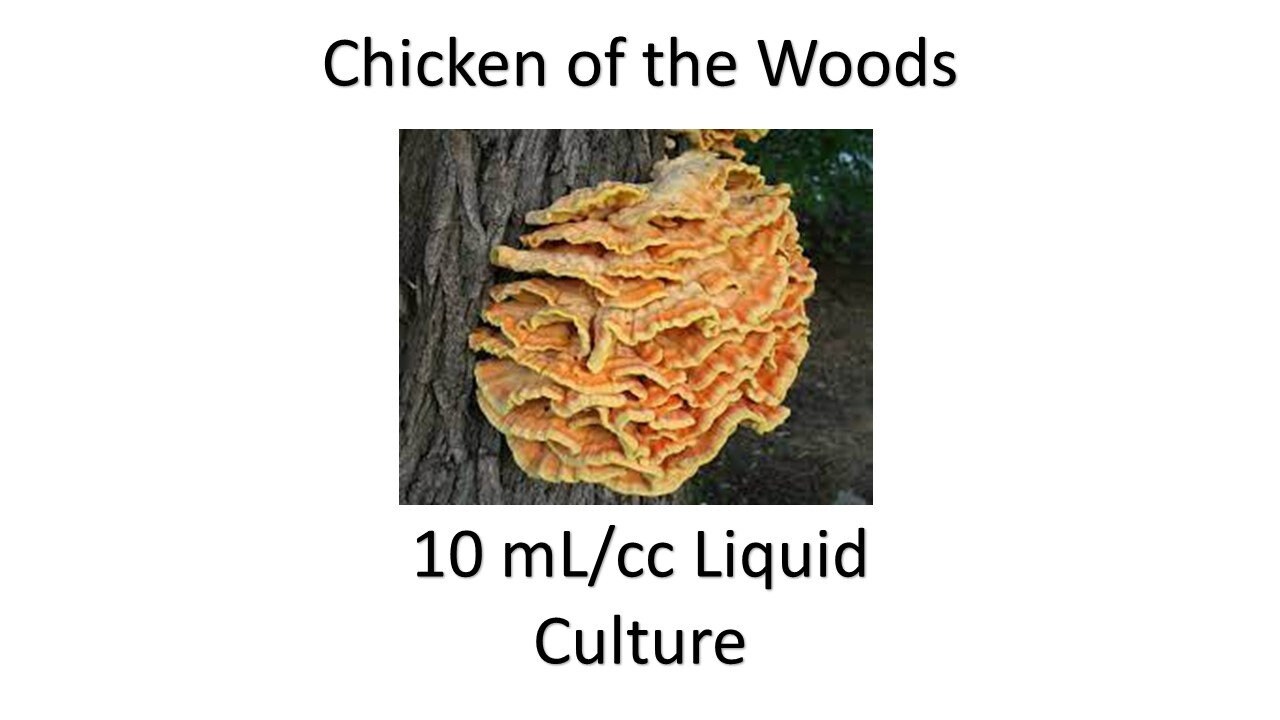 False Chicken Of The Woods