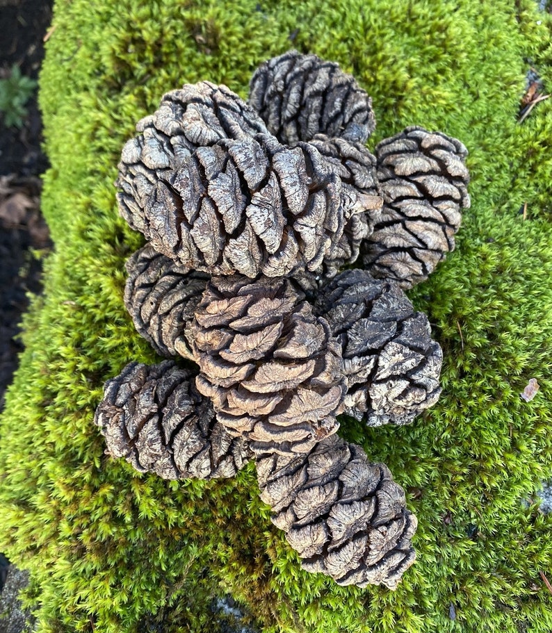 Large Size Sequoia/redwood Cones - Etsy