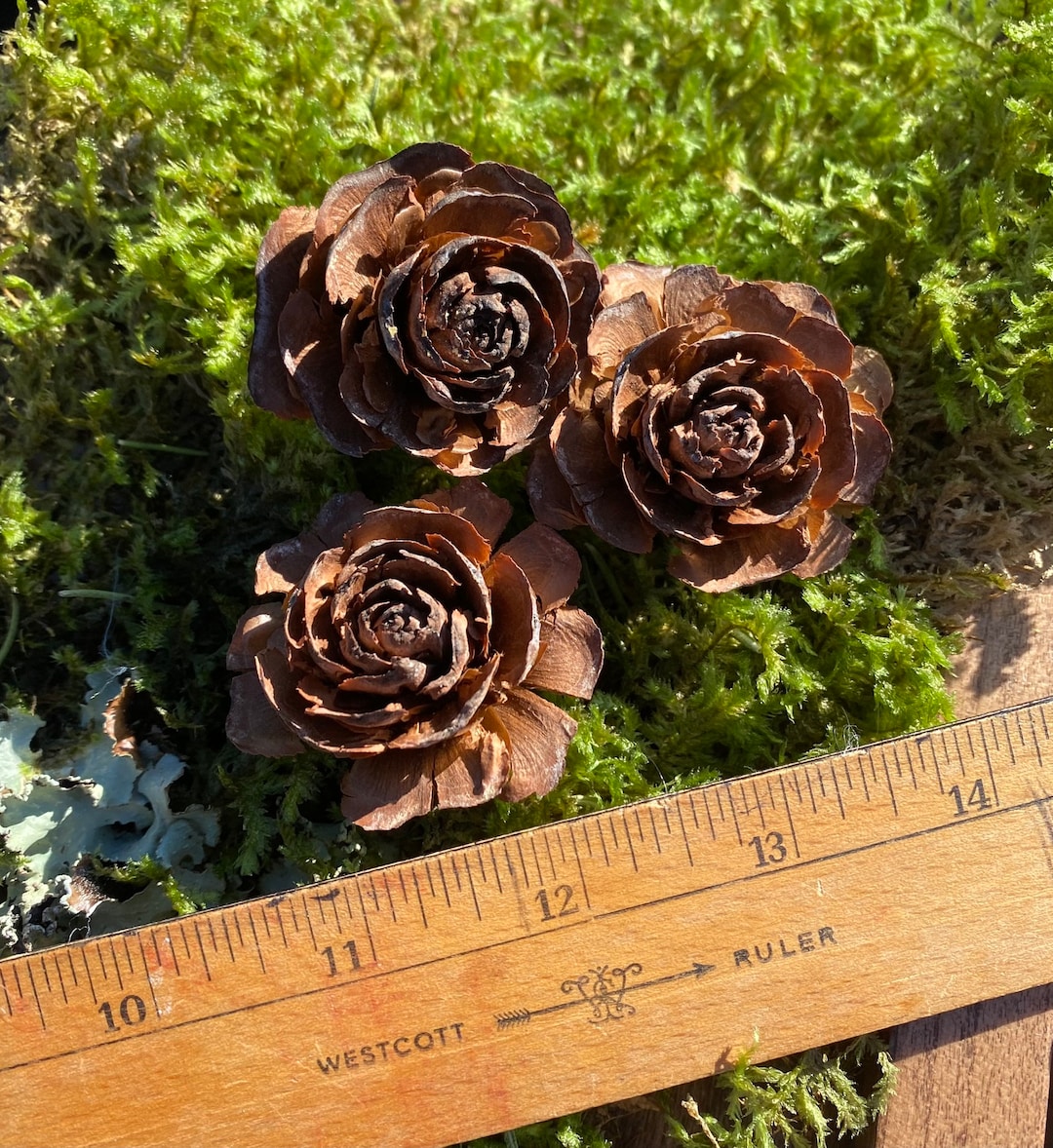 Great Deal! Small and Mini Cedar Rose Cones - Etsy