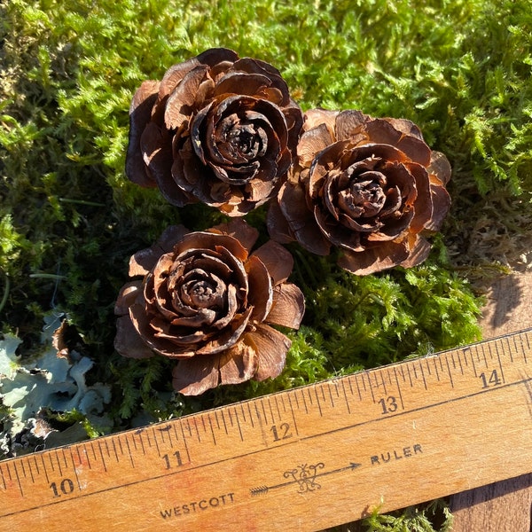 Cedar Roses - Etsy