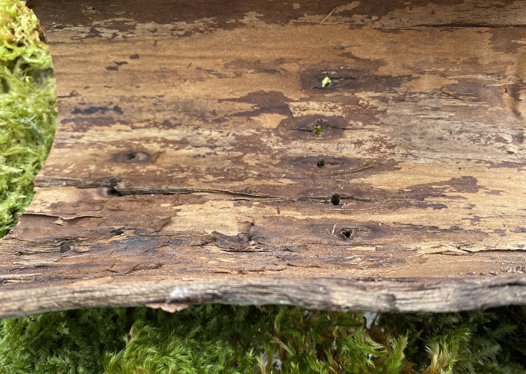 Bark Container/vase - Etsy