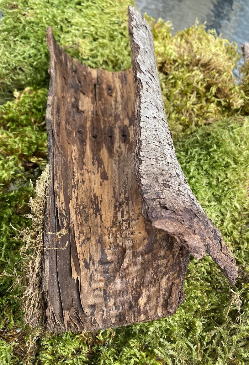 Bark Container/vase - Etsy