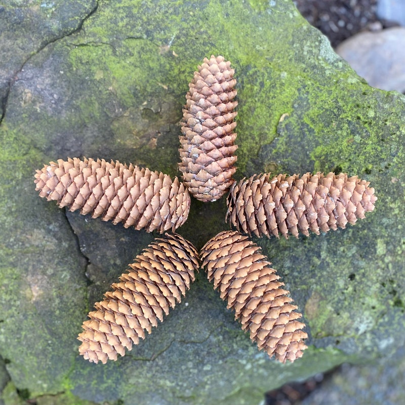 Extra Large Pine Cones - Etsy