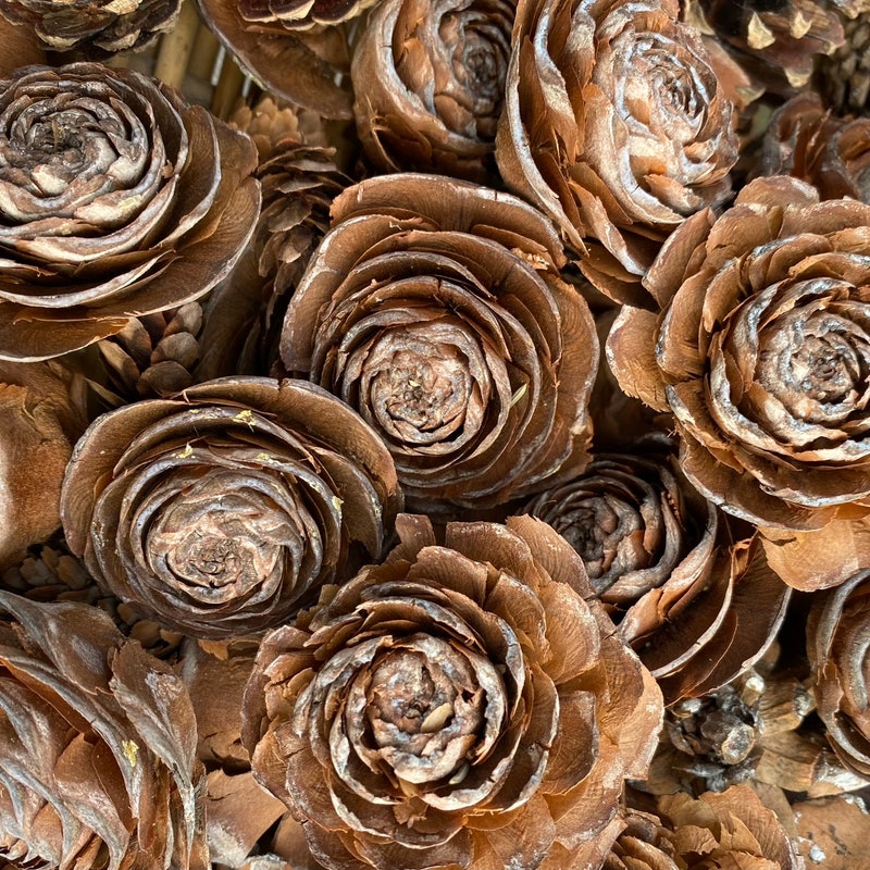Cedar Rose - Etsy