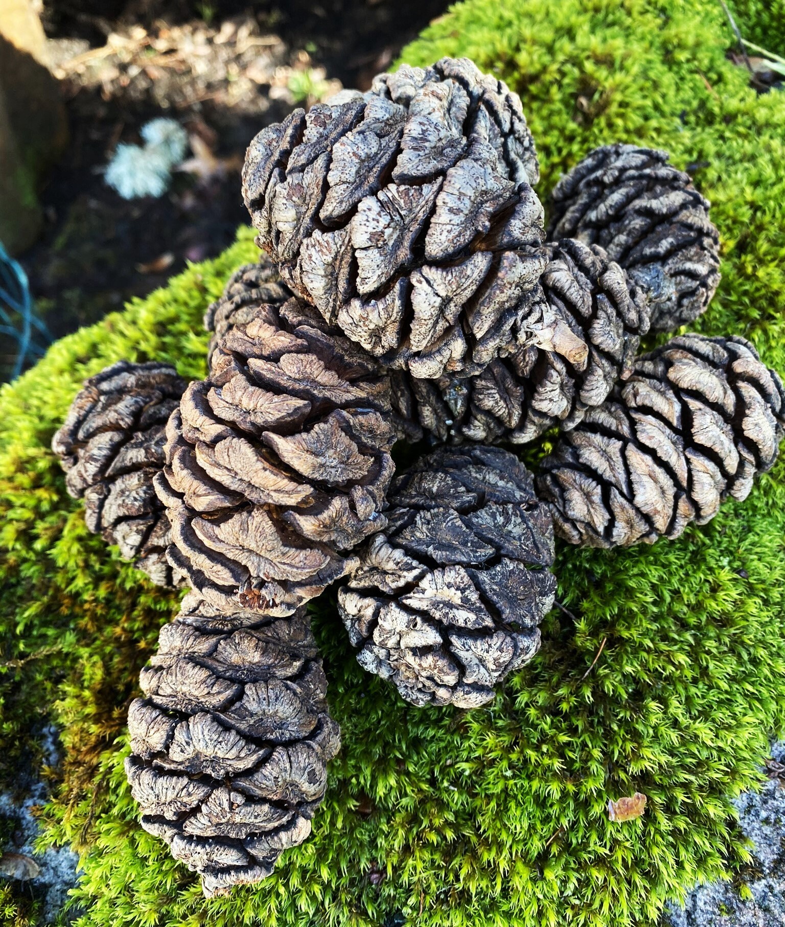 Large Size Sequoia/redwood Cones - Etsy