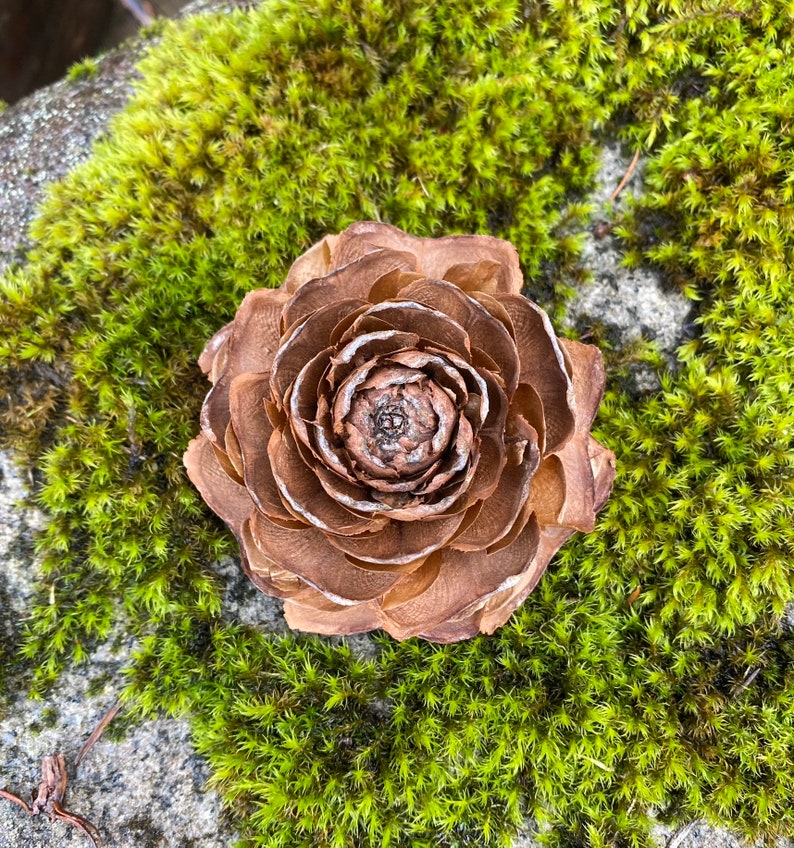 Cedar Rose Cones - Assorted Sizes - Etsy