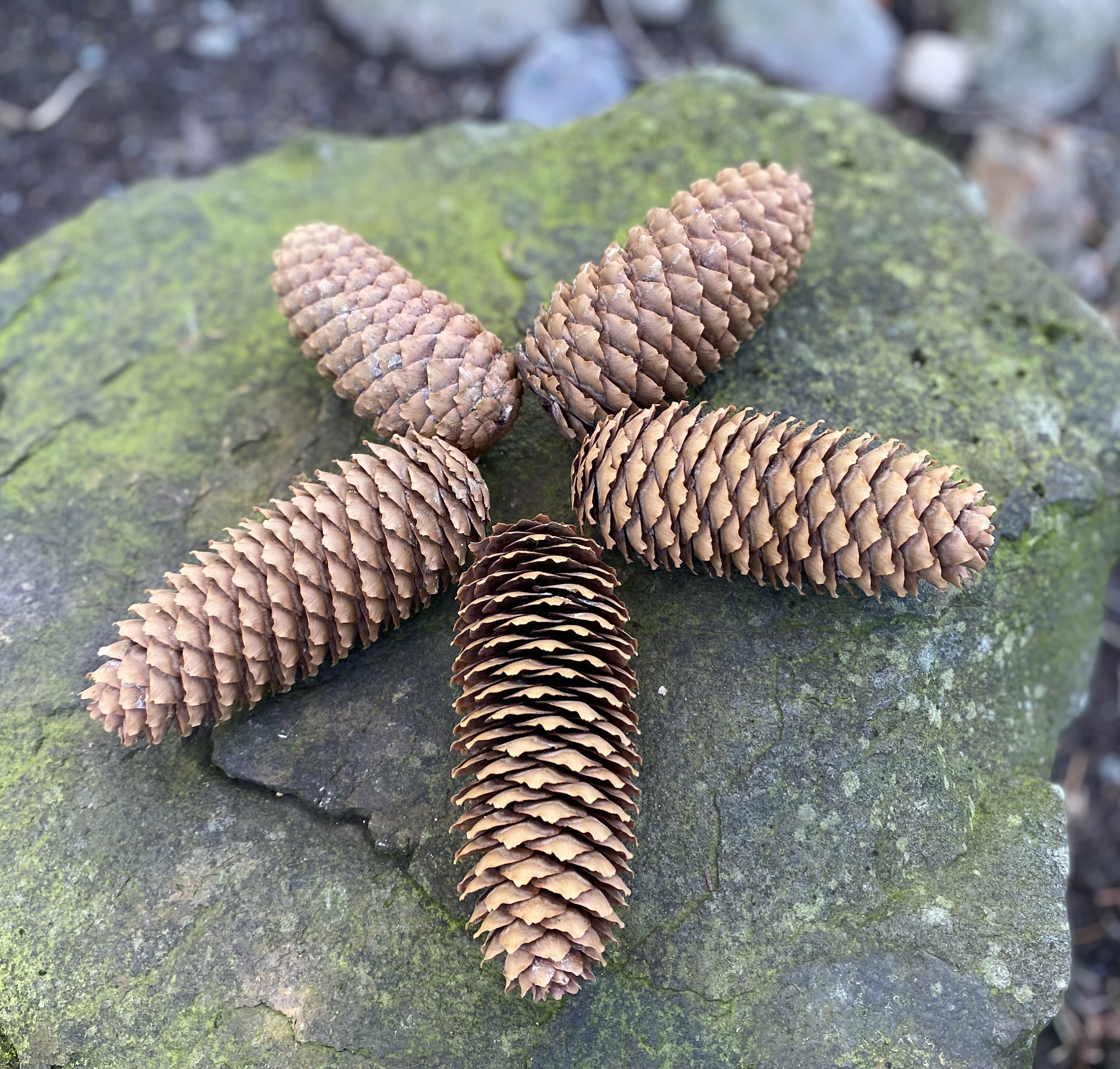 Norway Spruce Pinecones - Etsy