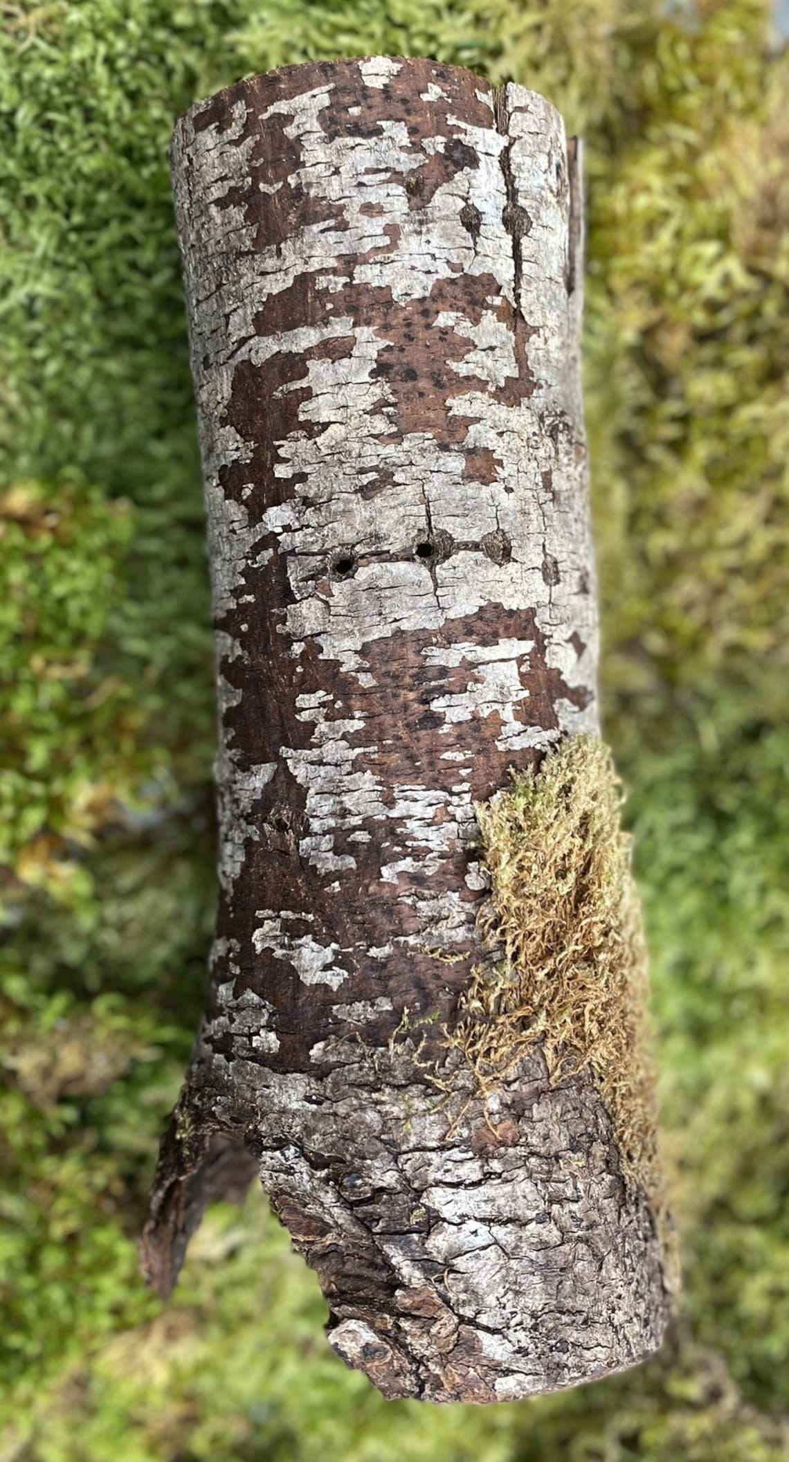 Bark Container/vase - Etsy