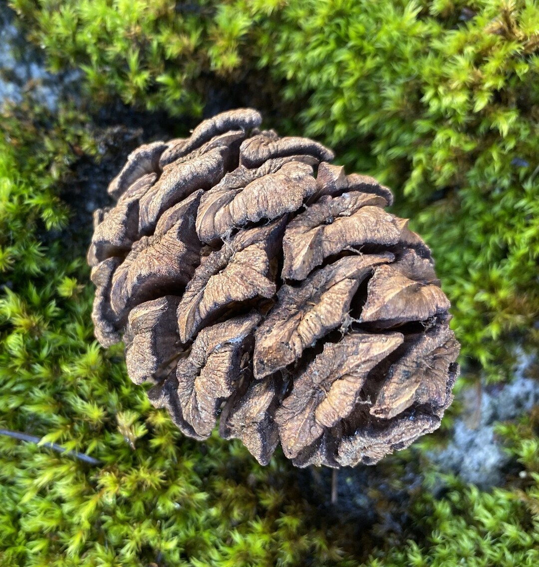 Large Size Sequoia/redwood Cones - Etsy