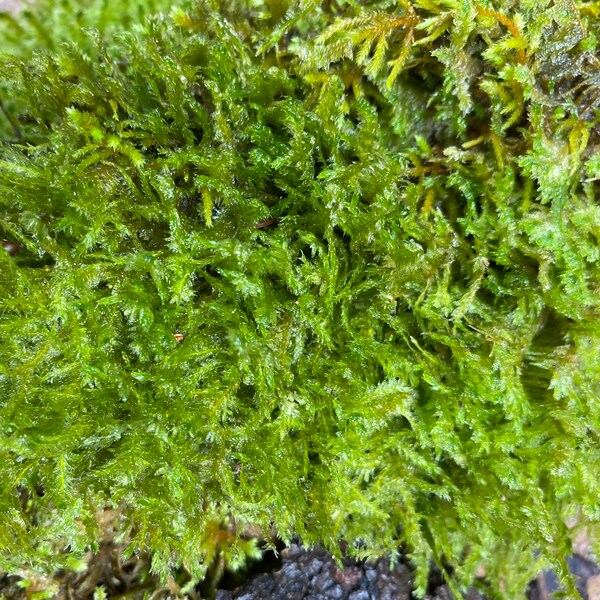 Sheet Moss - Etsy