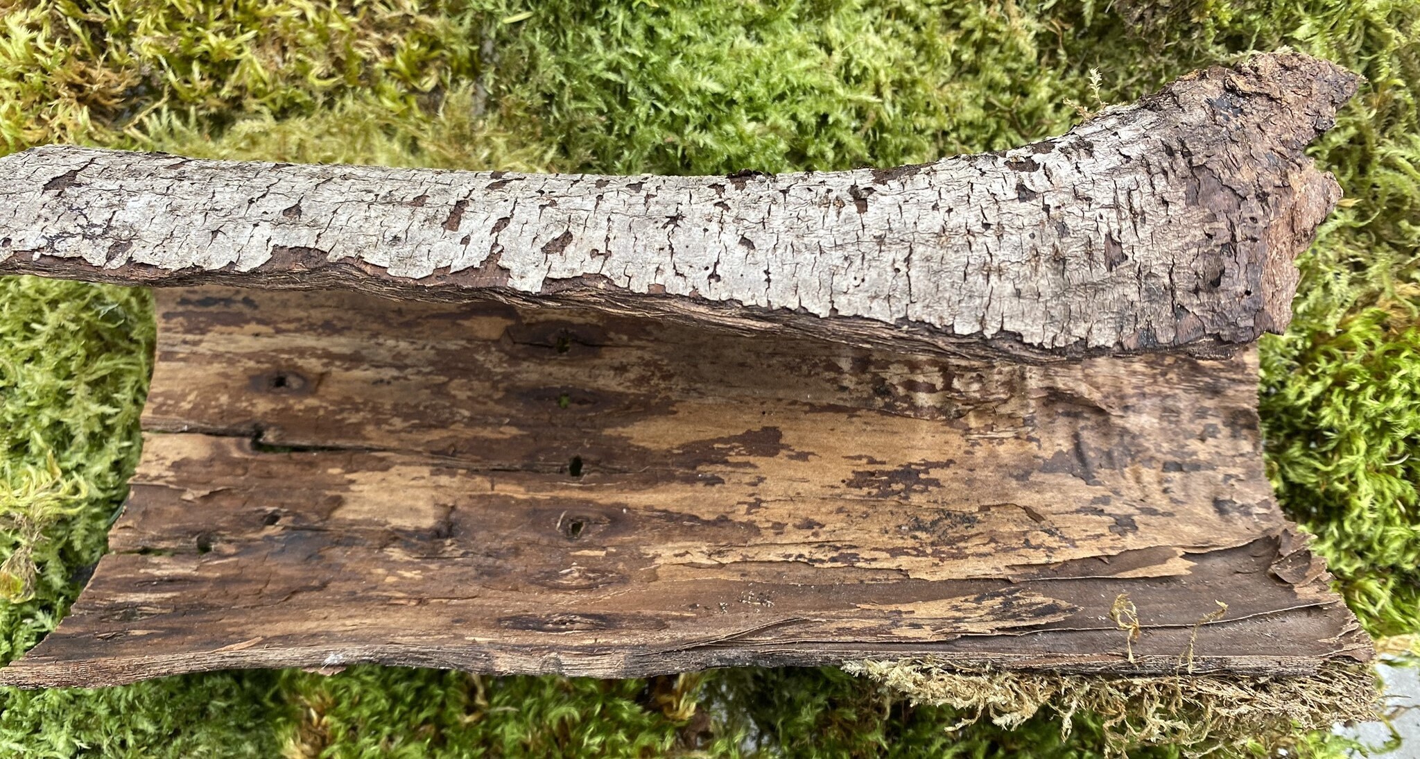 Bark Container/vase - Etsy