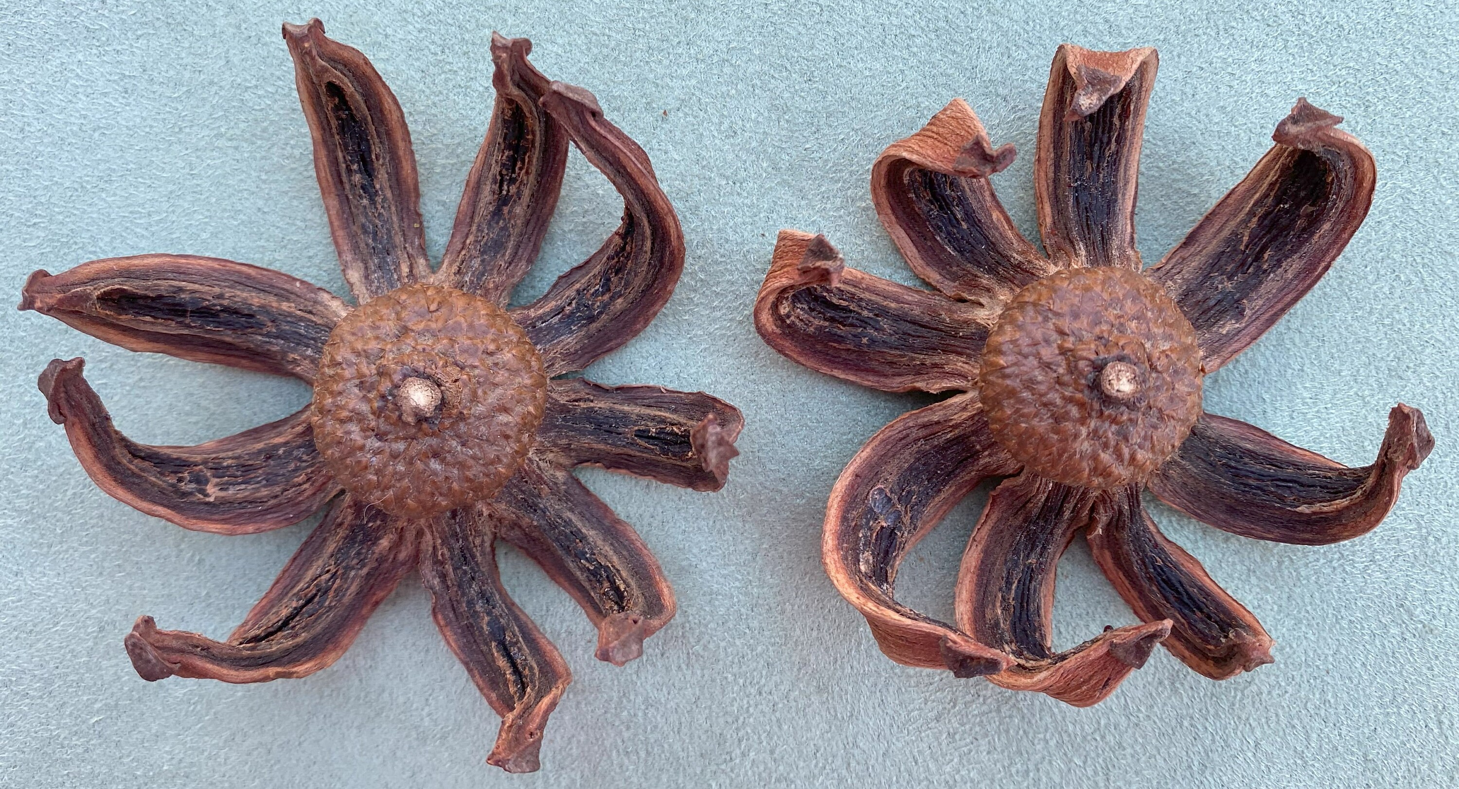 Autograph Tree Pod Flowers - Etsy