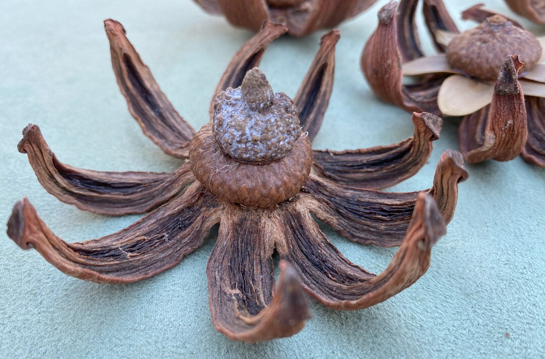 Autograph Tree Pod Flowers - Etsy