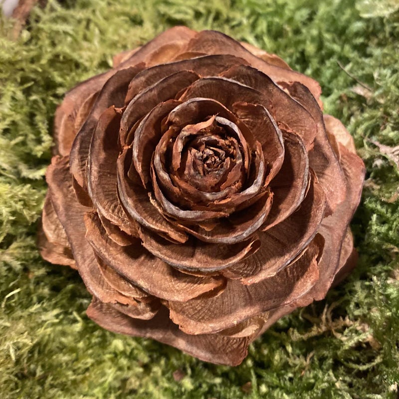 Cedar Rose - Etsy