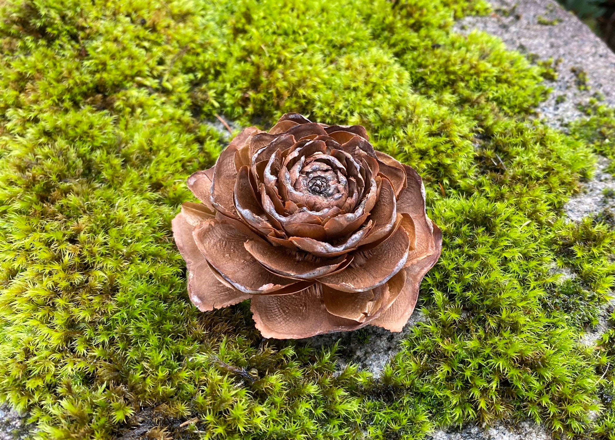 Cedar Rose Cones - Assorted Sizes - Etsy