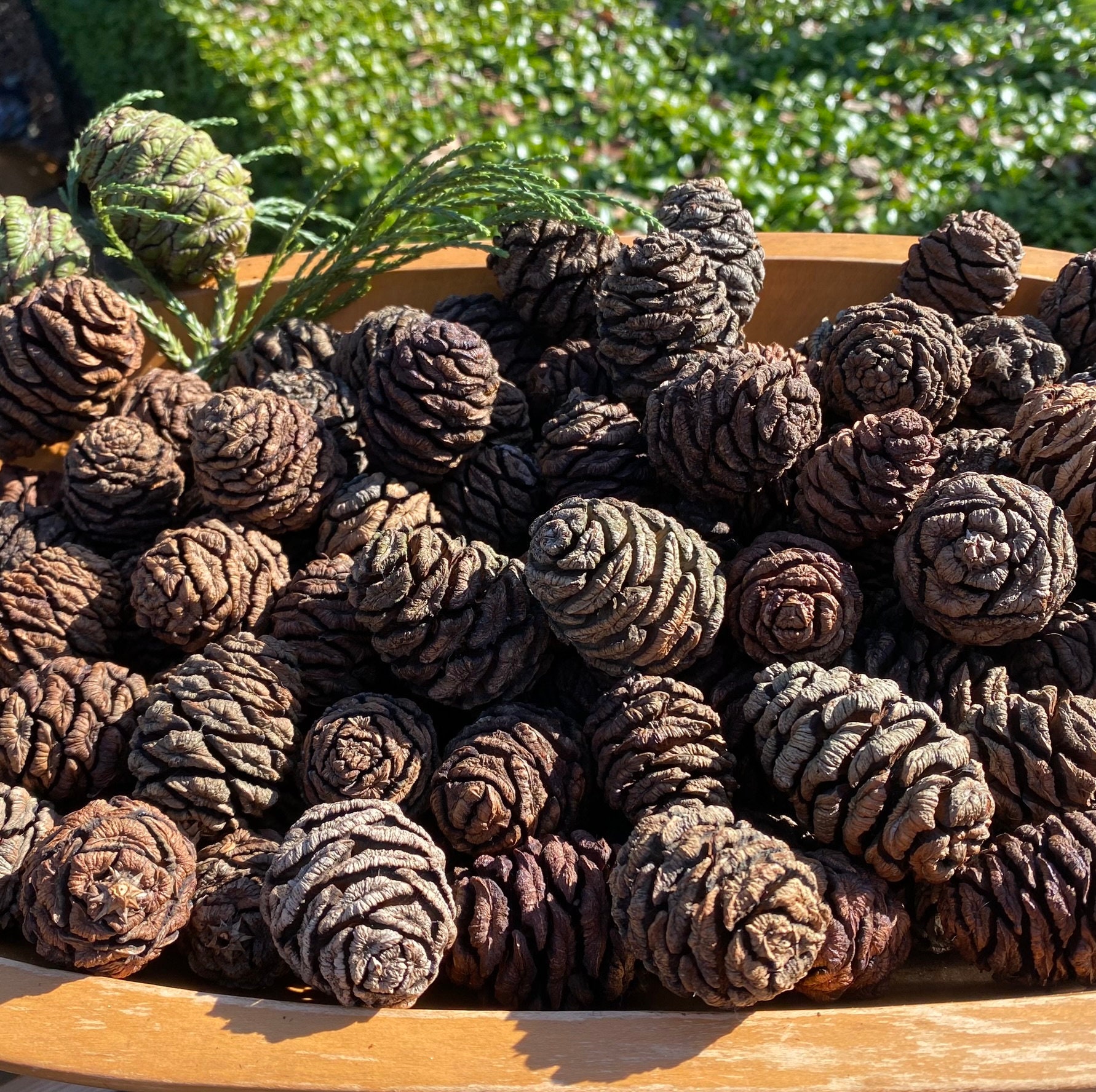 Sequoia Cones - Etsy