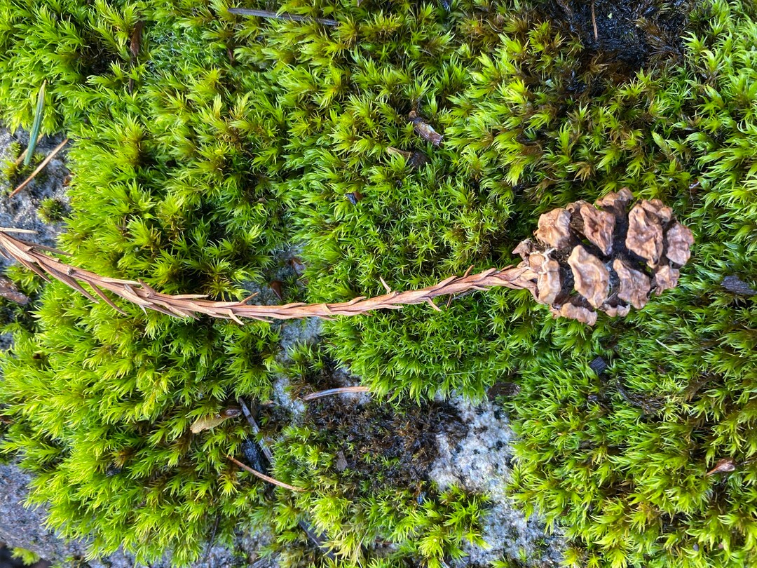 Mini Sized Sequoia/redwood Cones on Stems - Etsy