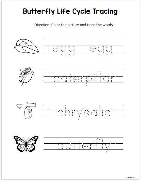Life Cycle of a Butterfly - Educational Craft & Research Report - Etsy