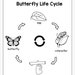 Life Cycle of a Butterfly - Educational Craft & Research Report - Etsy
