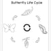 Life Cycle of a Butterfly - Educational Craft & Research Report - Etsy