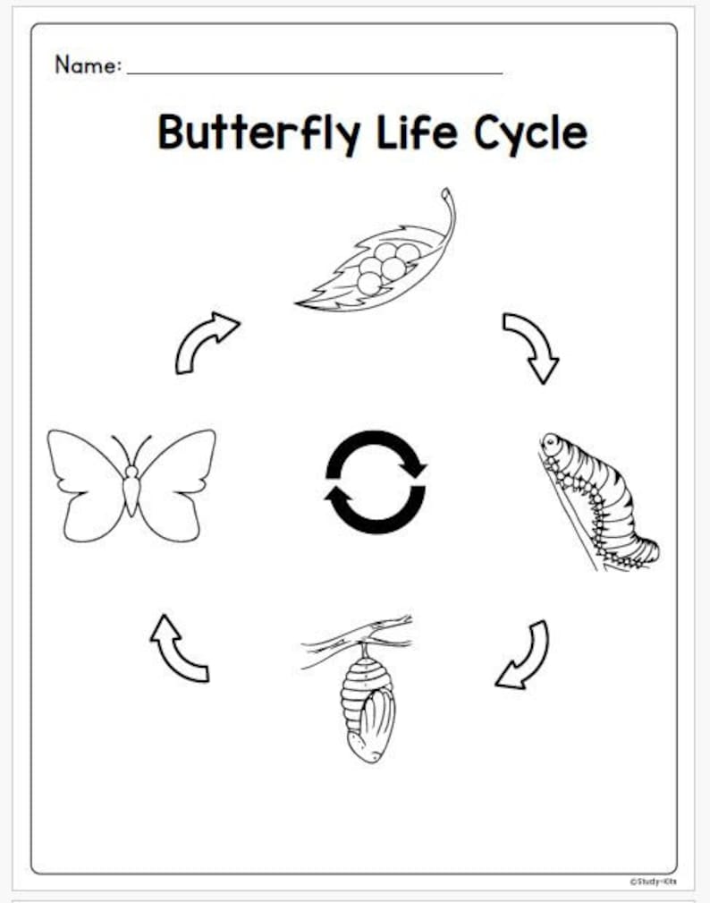 Life Cycle of a Butterfly - Educational Craft & Research Report - Etsy