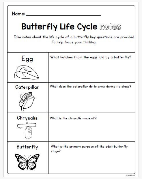 Life Cycle of a Butterfly - Educational Craft & Research Report - Etsy