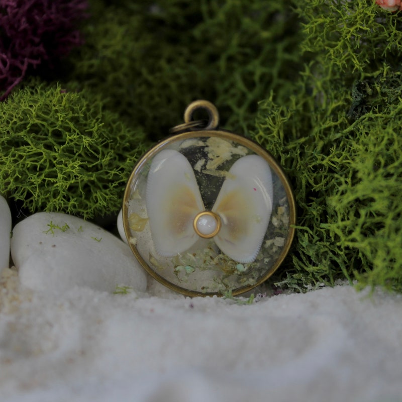 Coquina Clam Shells - Etsy