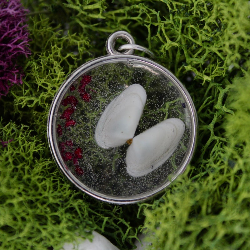 Coquina Clam Shells - Etsy