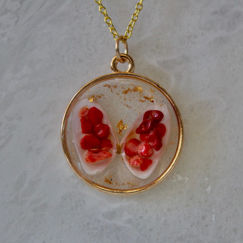 Coquina Clam Shells - Etsy