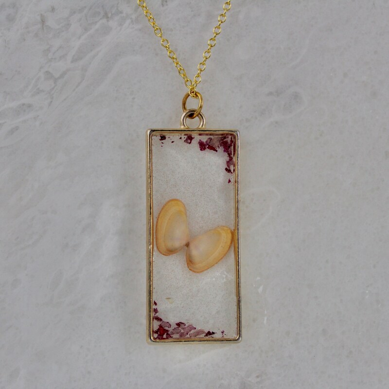 Coquina Clam Shells - Etsy